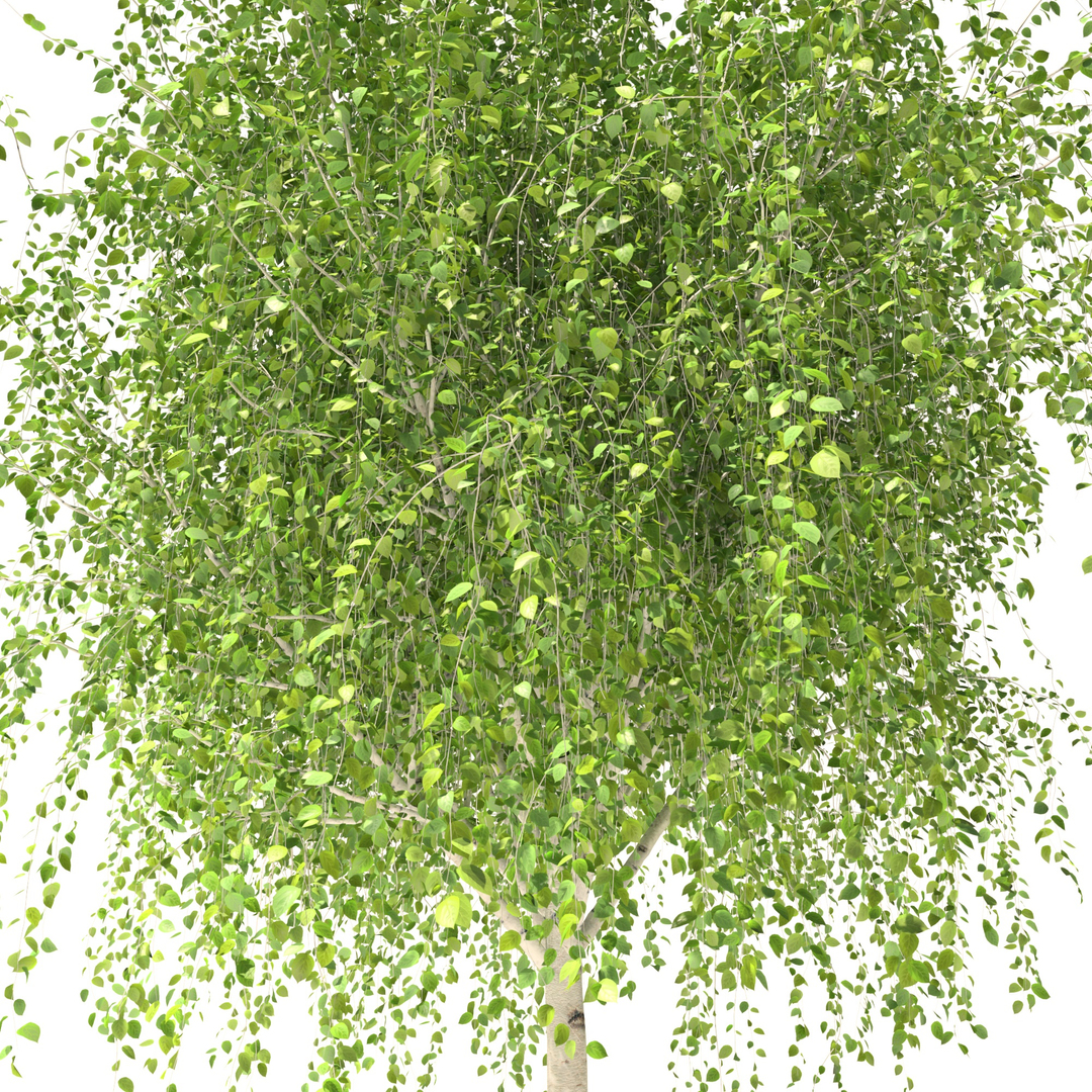 Birch tree 3D model - TurboSquid 1704693