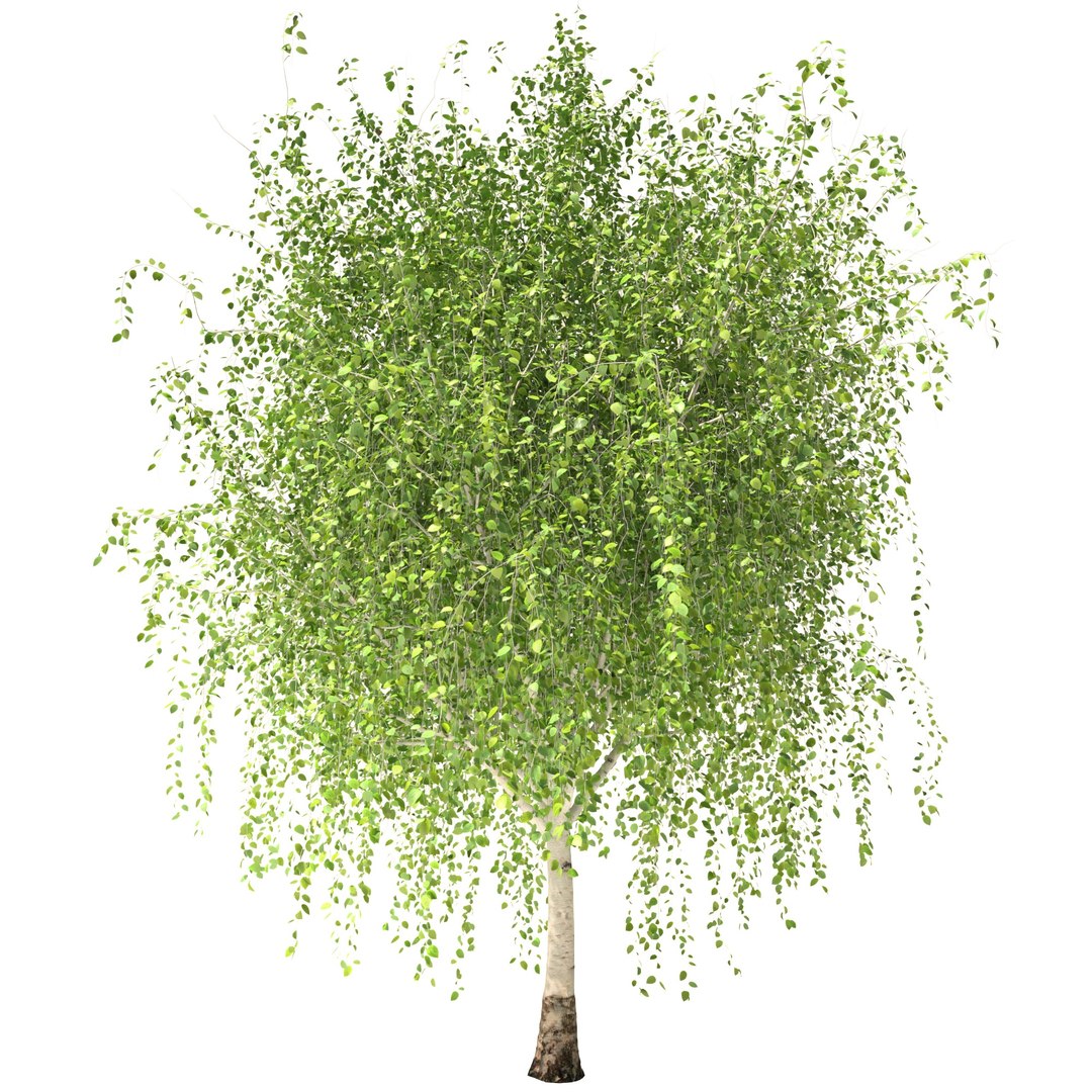 Birch tree 3D model - TurboSquid 1704693