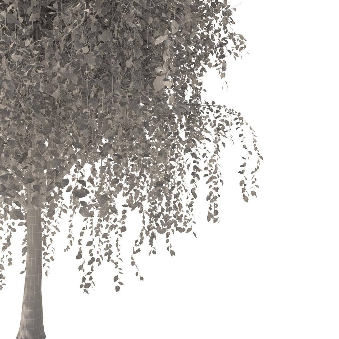 Birch tree 3D model - TurboSquid 1704693
