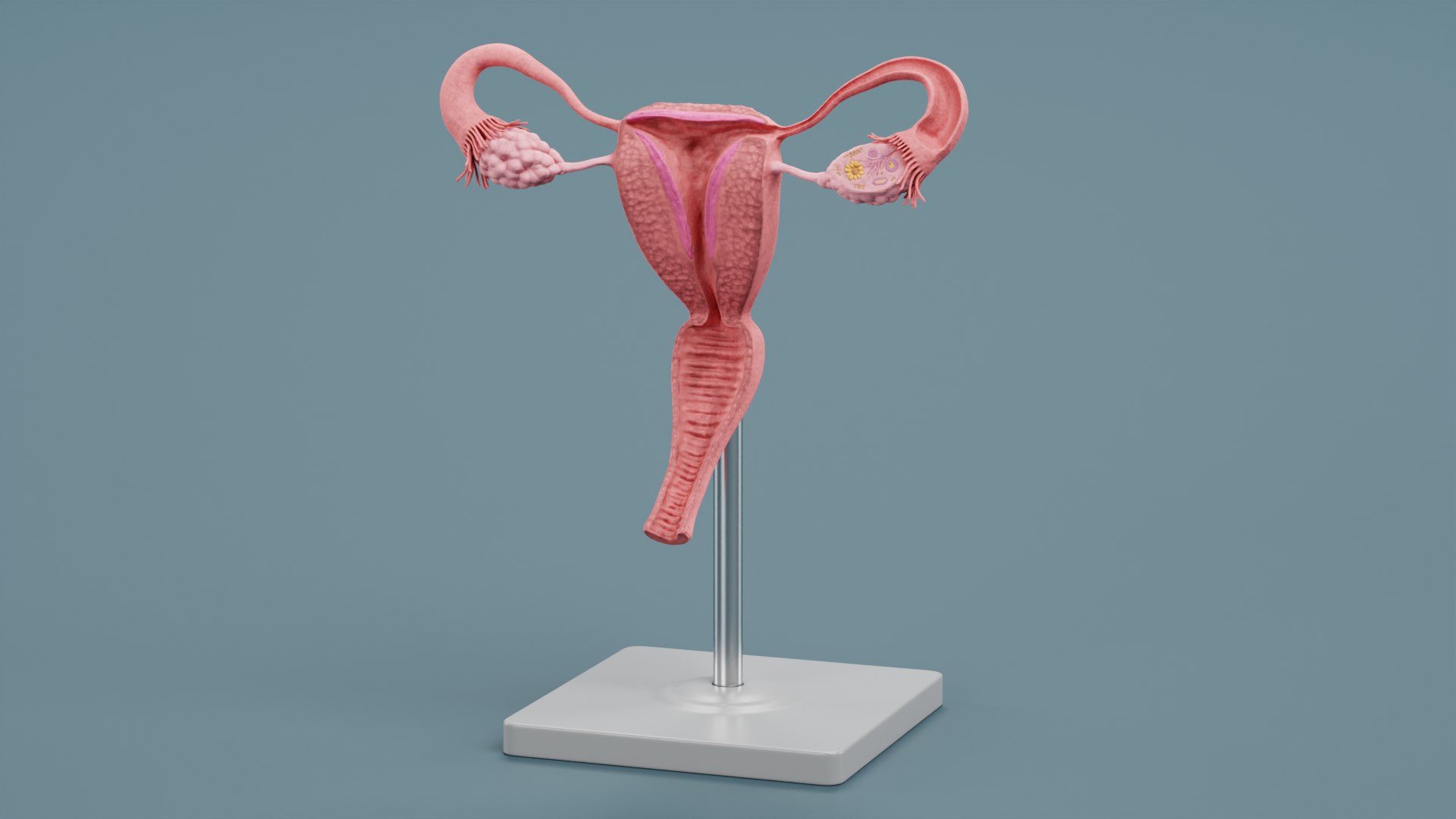 3D Uterus Model Model - TurboSquid 2026882