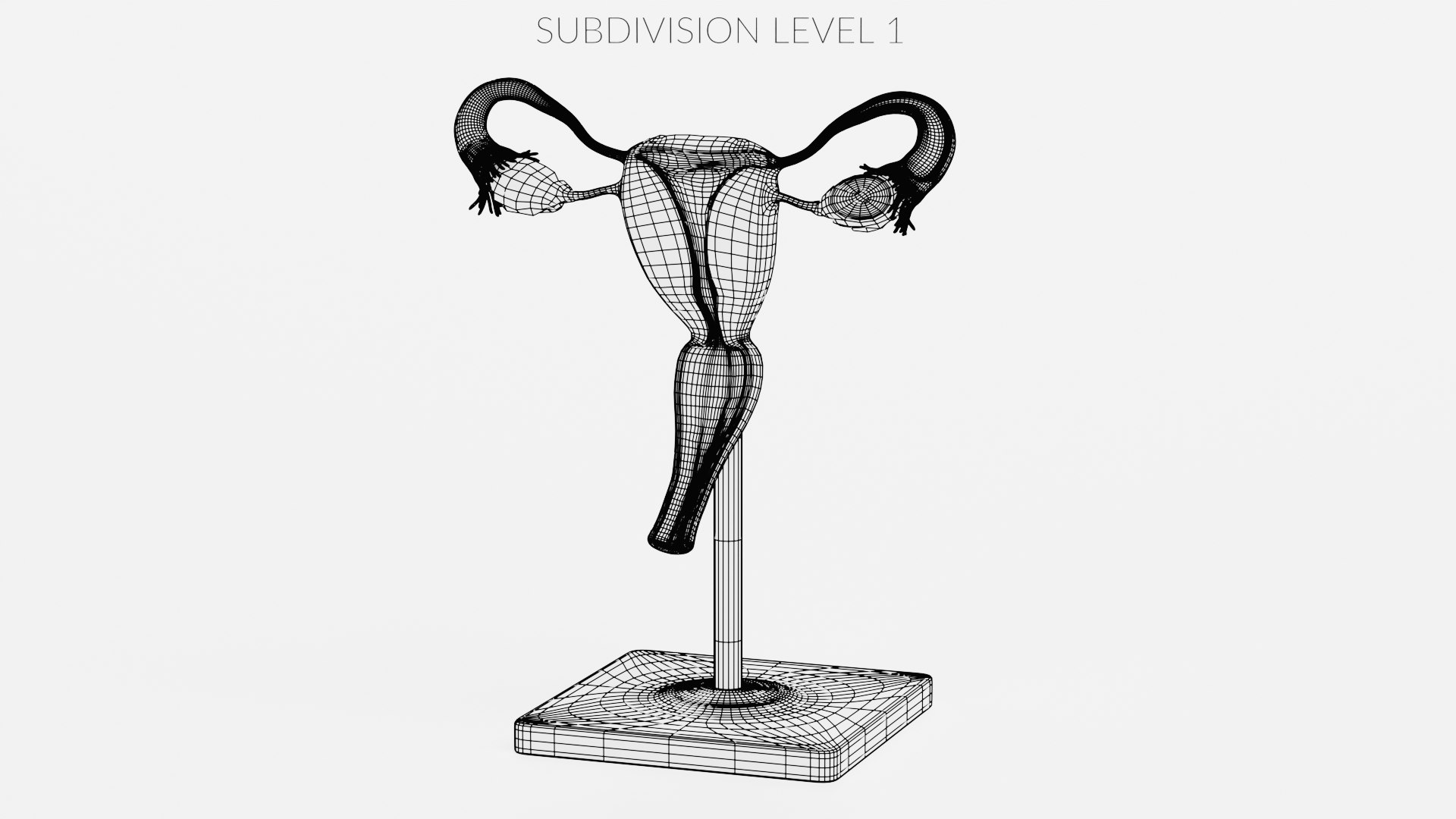 3D Uterus Model Model - TurboSquid 2026882
