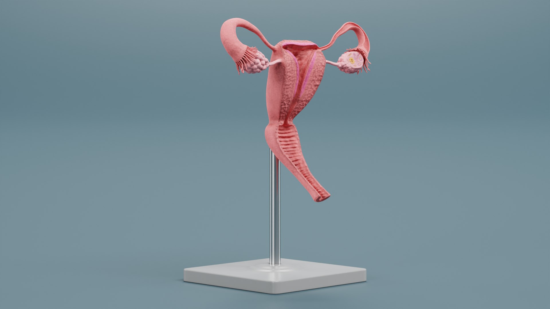 3D Uterus Model Model - TurboSquid 2026882