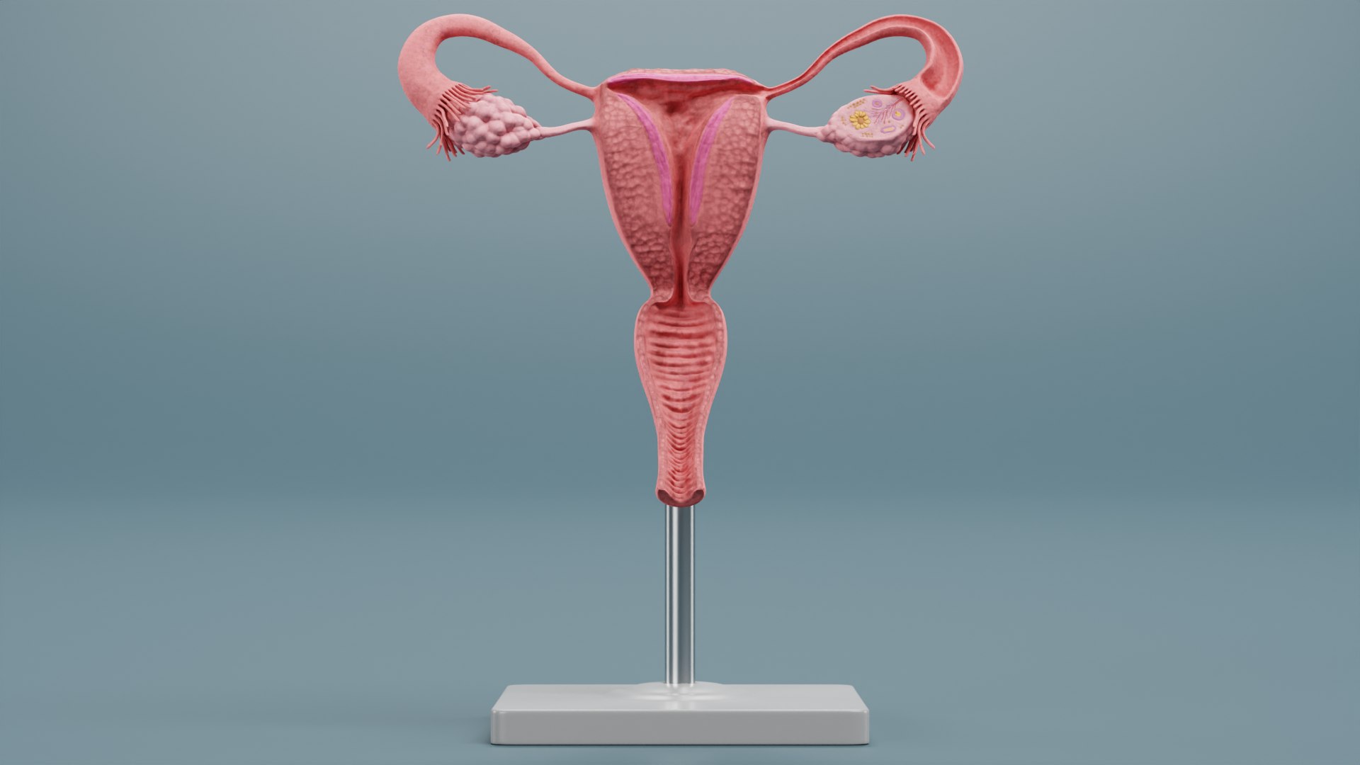 3D Uterus Model Model - TurboSquid 2026882