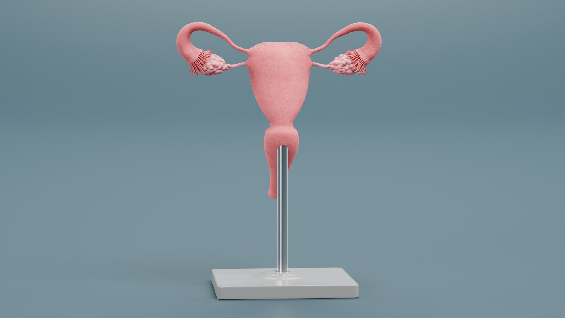 3D Uterus Model Model - TurboSquid 2026882