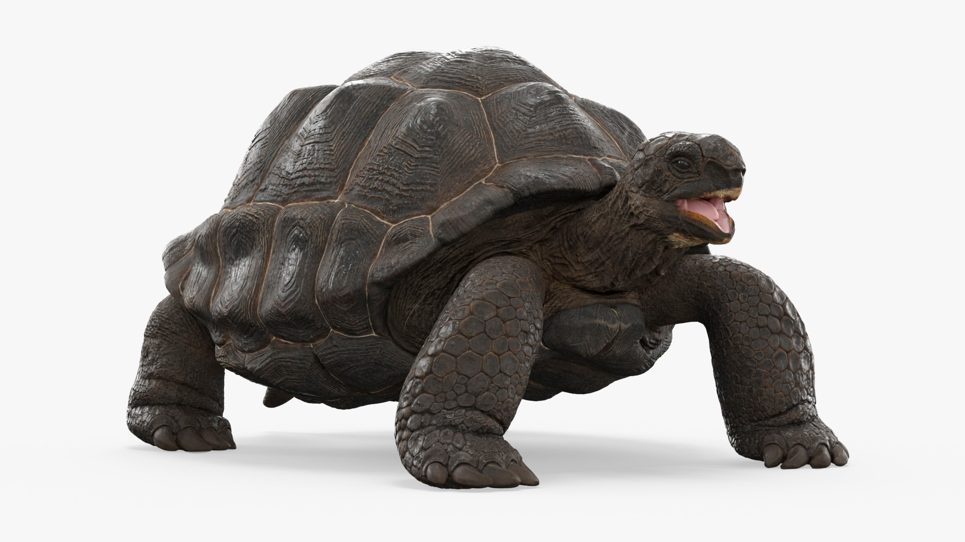 modelo 3d Tortuga Chelonoidis Niger escondida en su caparazón (animada ...