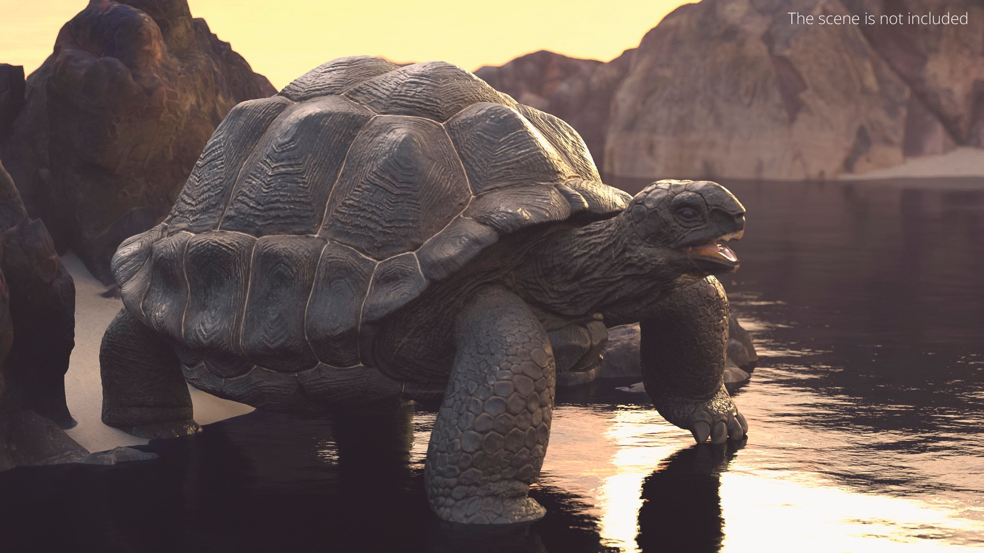 3D Turtle Chelonoidis Niger Hiding In Shell Animated Rigged ...