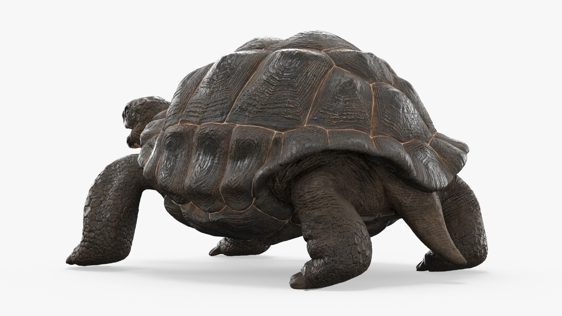 3D Turtle Chelonoidis Niger Hiding In Shell Animated Rigged ...