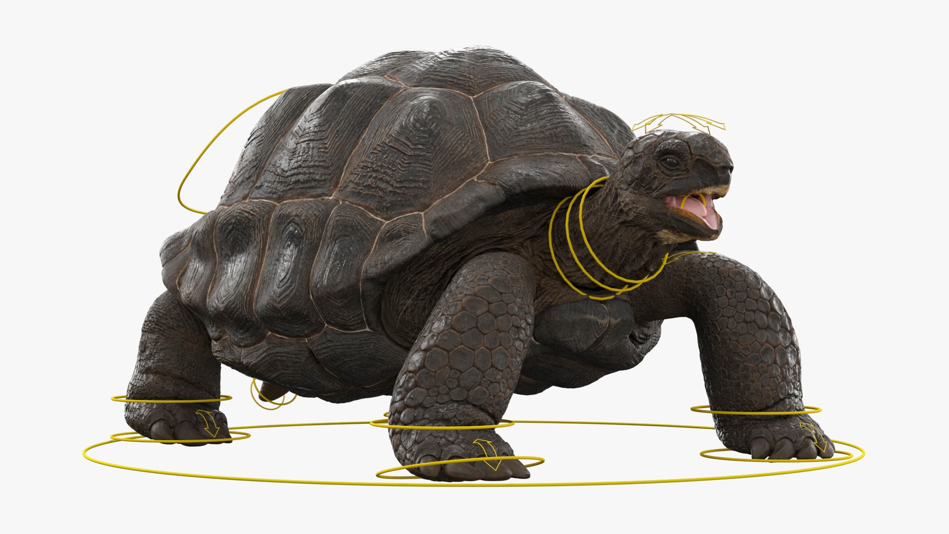 3D Turtle Chelonoidis Niger Hiding In Shell Animated Rigged ...