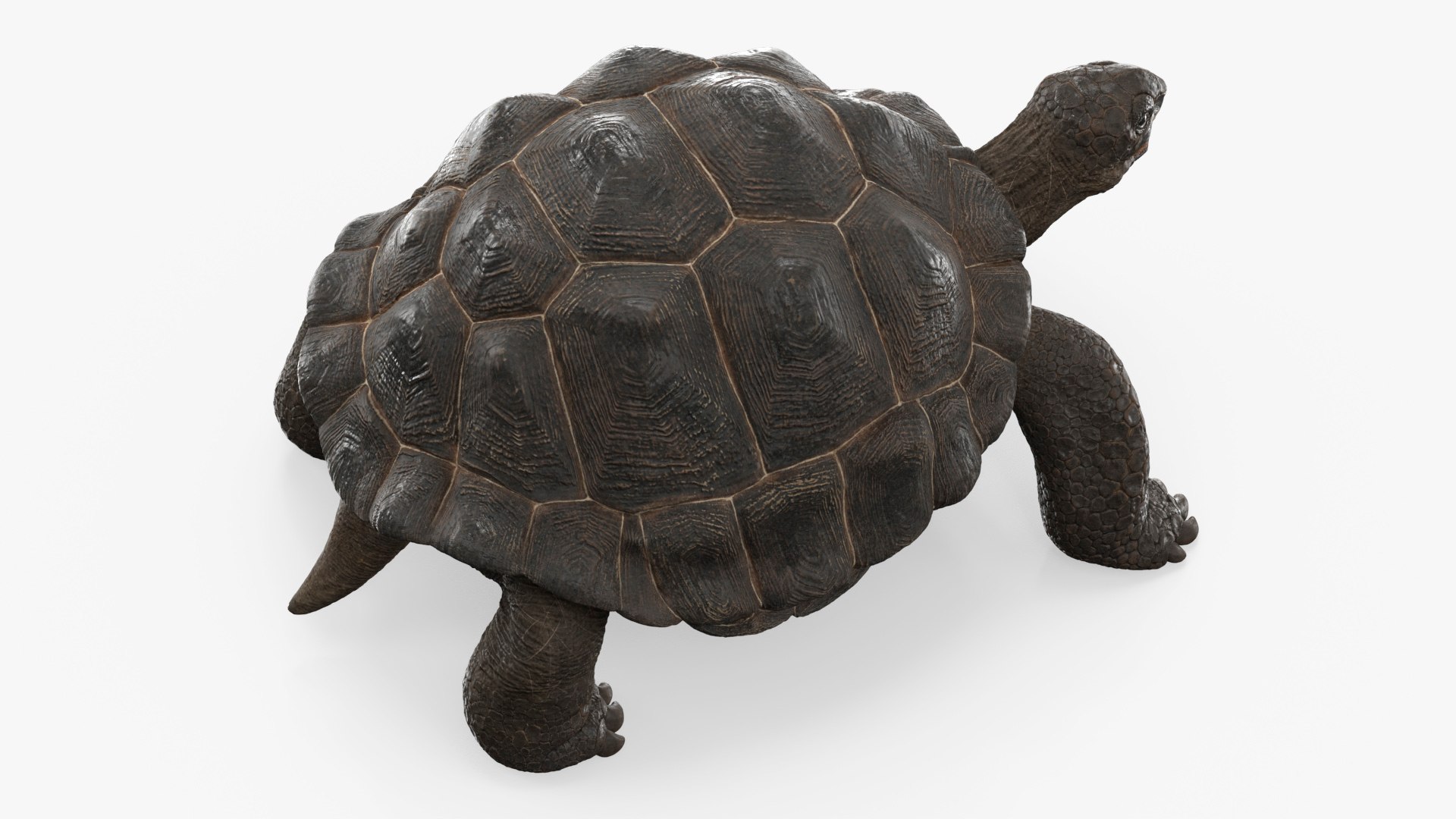 3D Turtle Chelonoidis Niger Hiding In Shell Animated Rigged ...