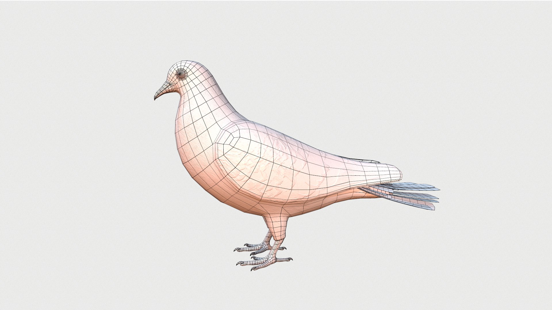 Dove 3D Model - TurboSquid 1625421