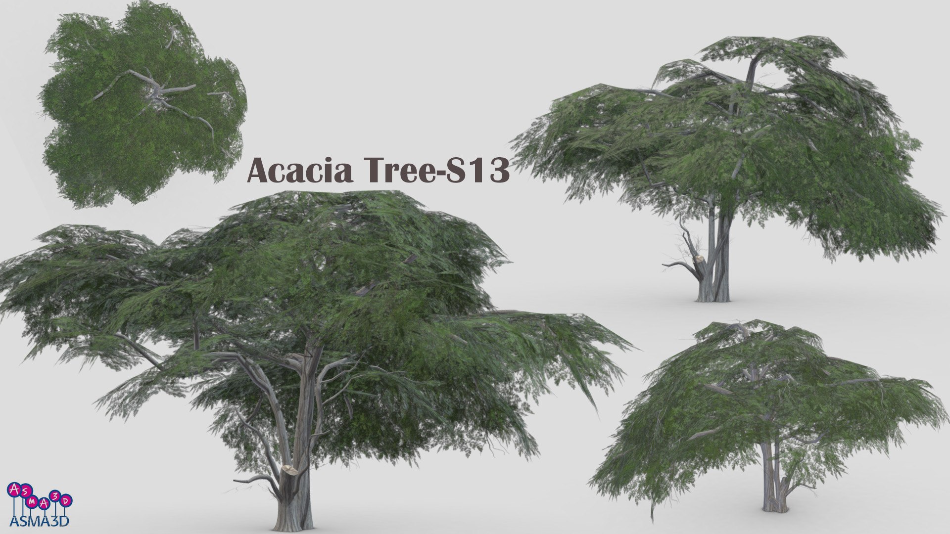 modelo 3d Árbol de Acacia-S13 - TurboSquid 2201866