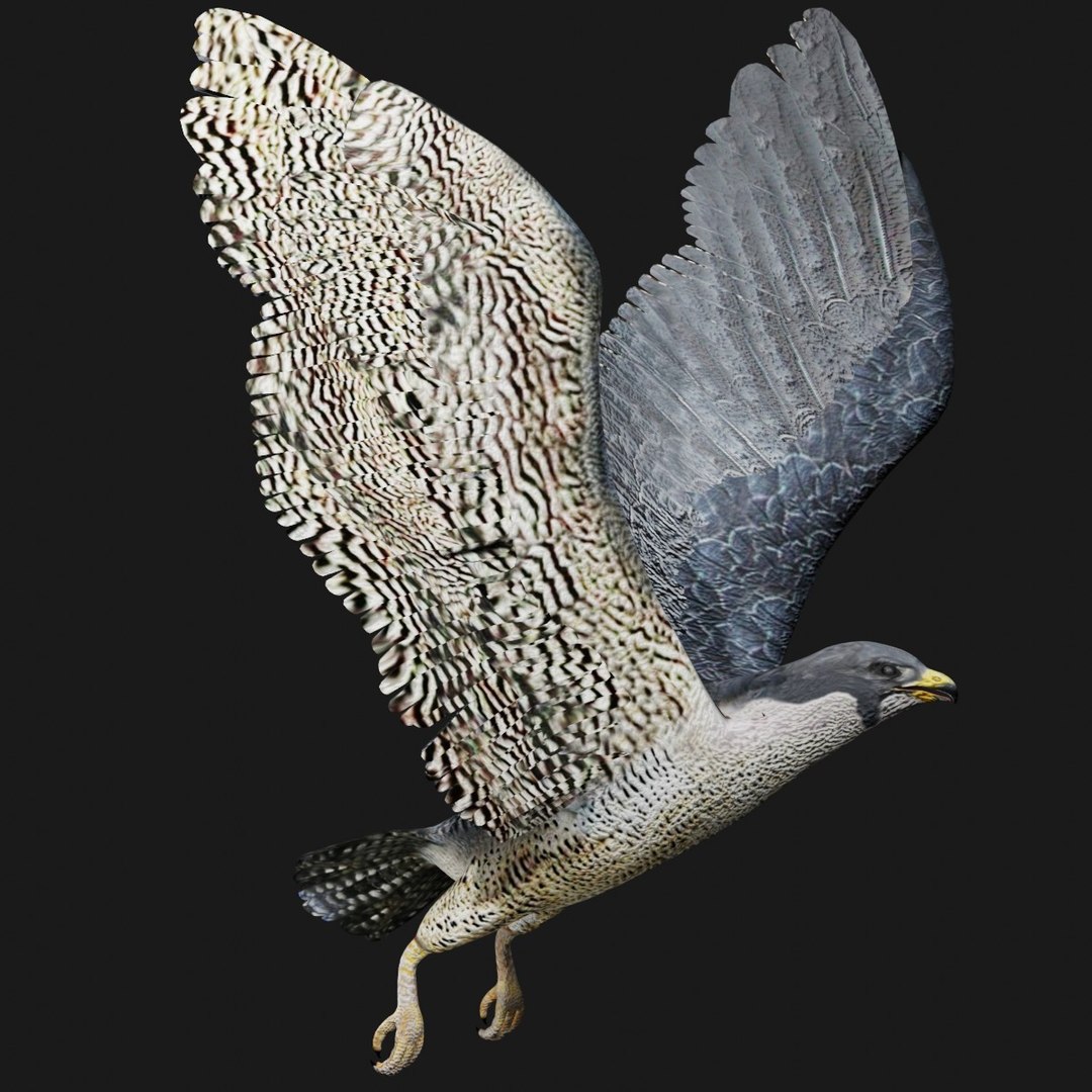 Falcon Rigged 3D Model - TurboSquid 1663224