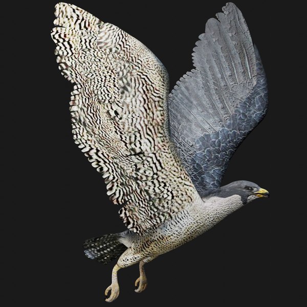 3D Falcon Models | TurboSquid