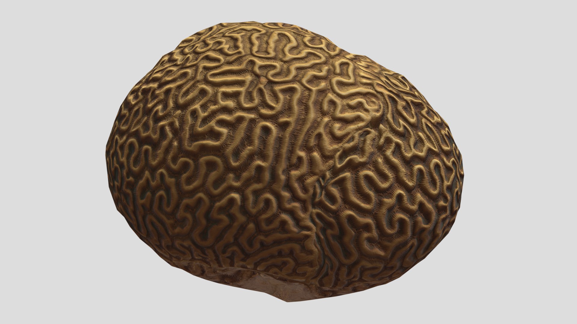 Brain Coral Low Poly Model - TurboSquid 2272089