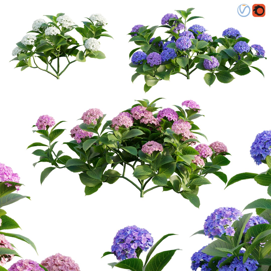 3D Hydrangea model - TurboSquid 1835113