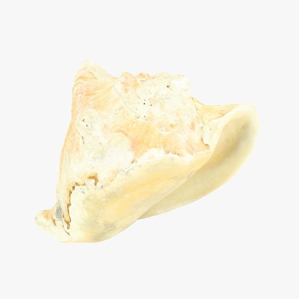 3D White Seashell Raw Scanned - TurboSquid 1782600