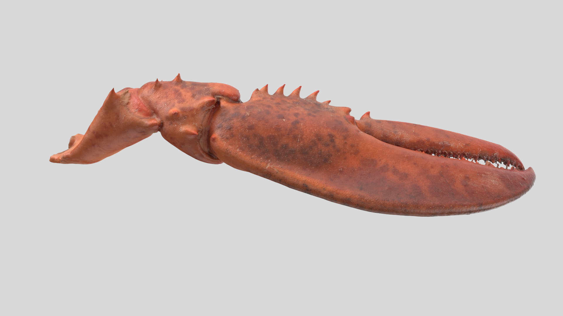 3D Cooked Lobster Model - TurboSquid 1648553