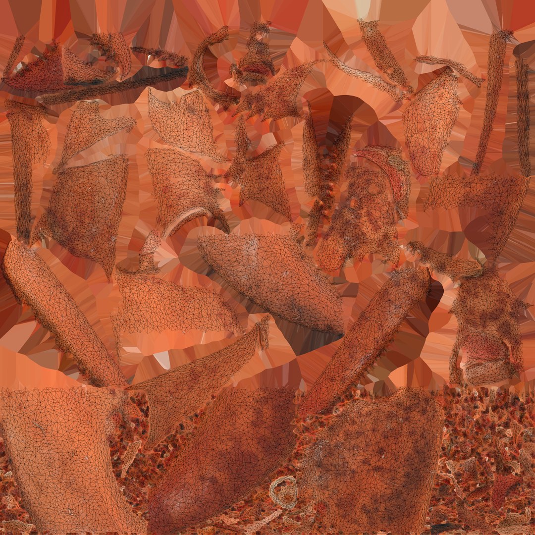 3D Cooked Lobster Model - TurboSquid 1648553
