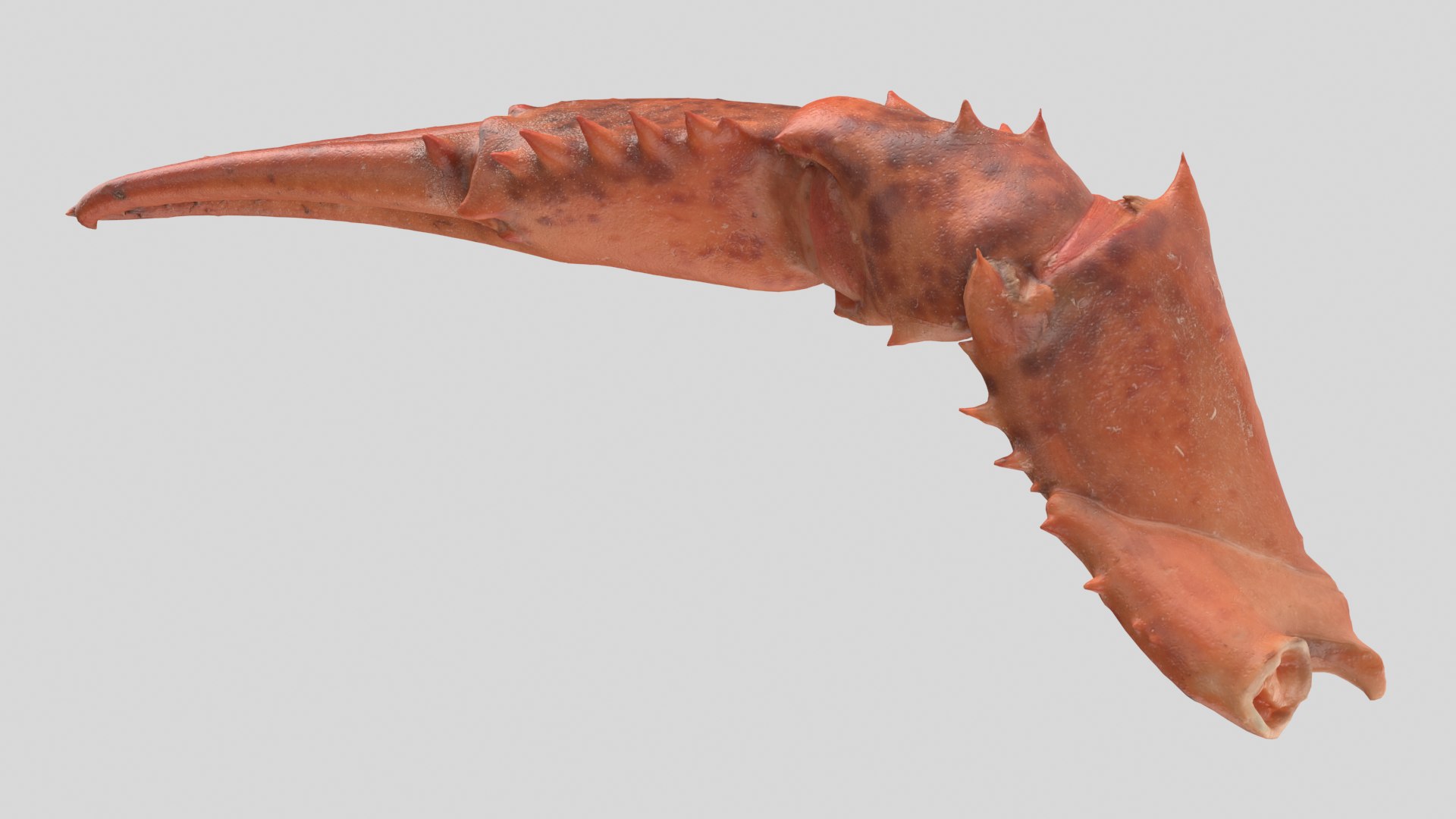 3D Cooked Lobster Model - TurboSquid 1648553