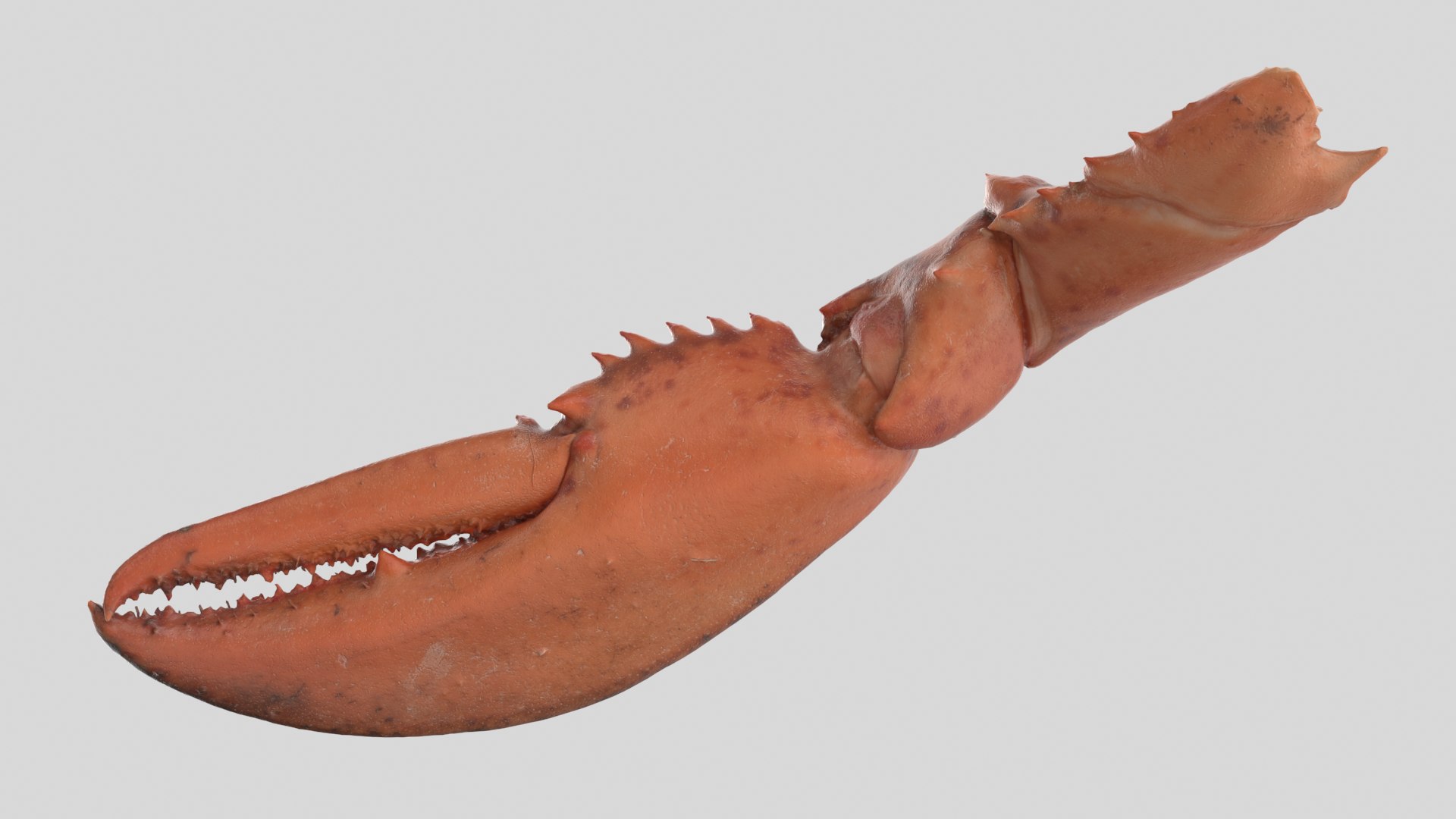 3D Cooked Lobster Model - TurboSquid 1648553