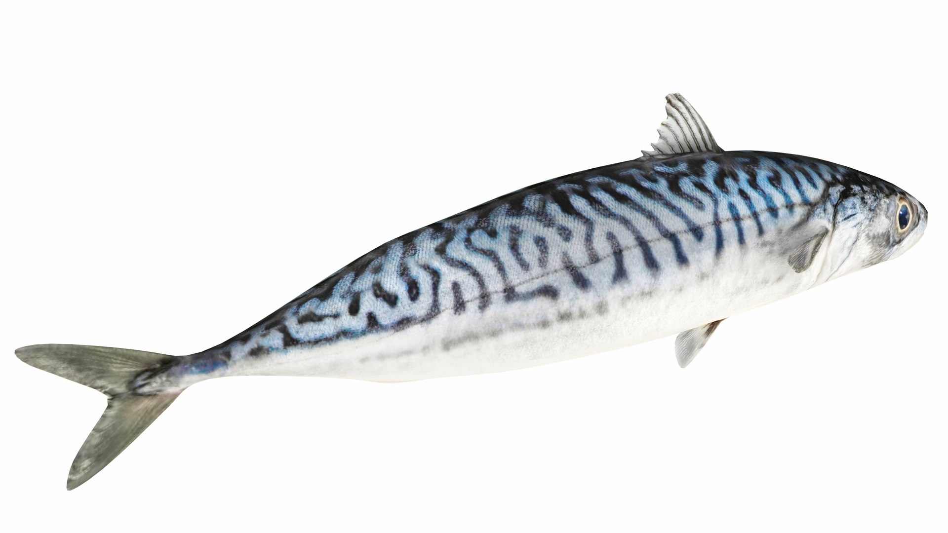 Mackerel 3D Model - TurboSquid 2382030