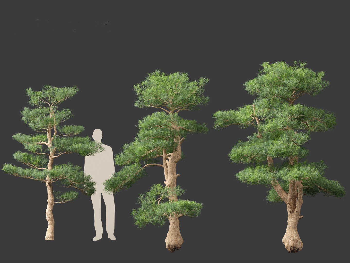 3D Podocarpus Macrophyllus - Buddhist Pine 02 Model - TurboSquid 2131280