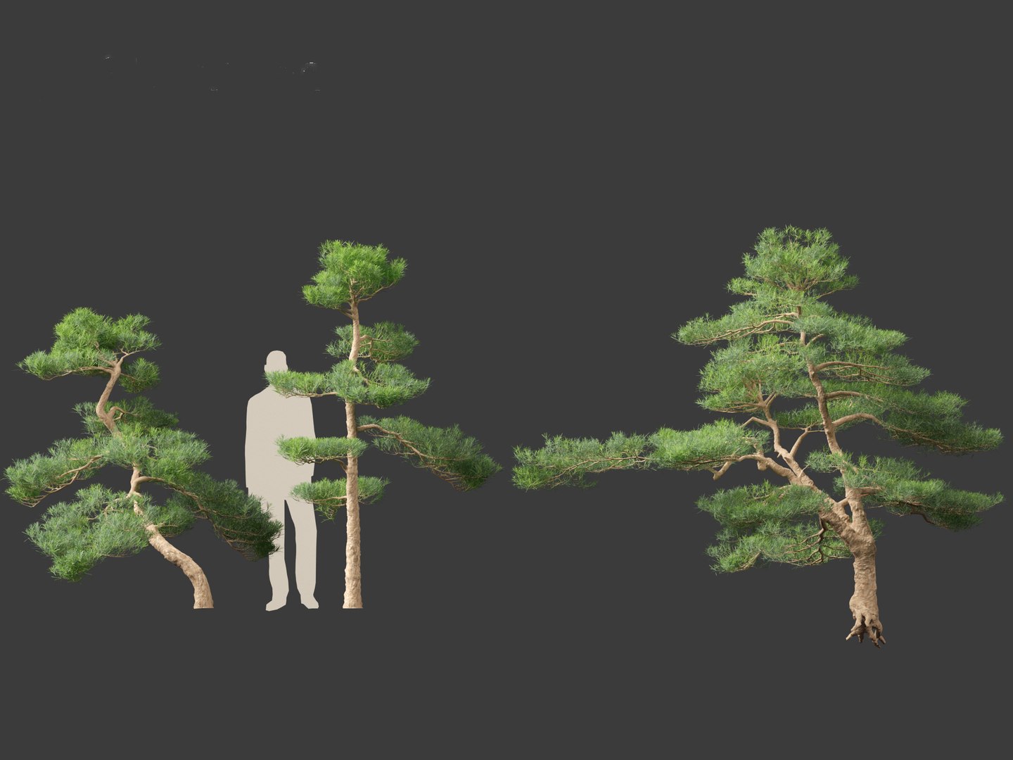 3D Podocarpus Macrophyllus - Buddhist Pine 02 Model - TurboSquid 2131280