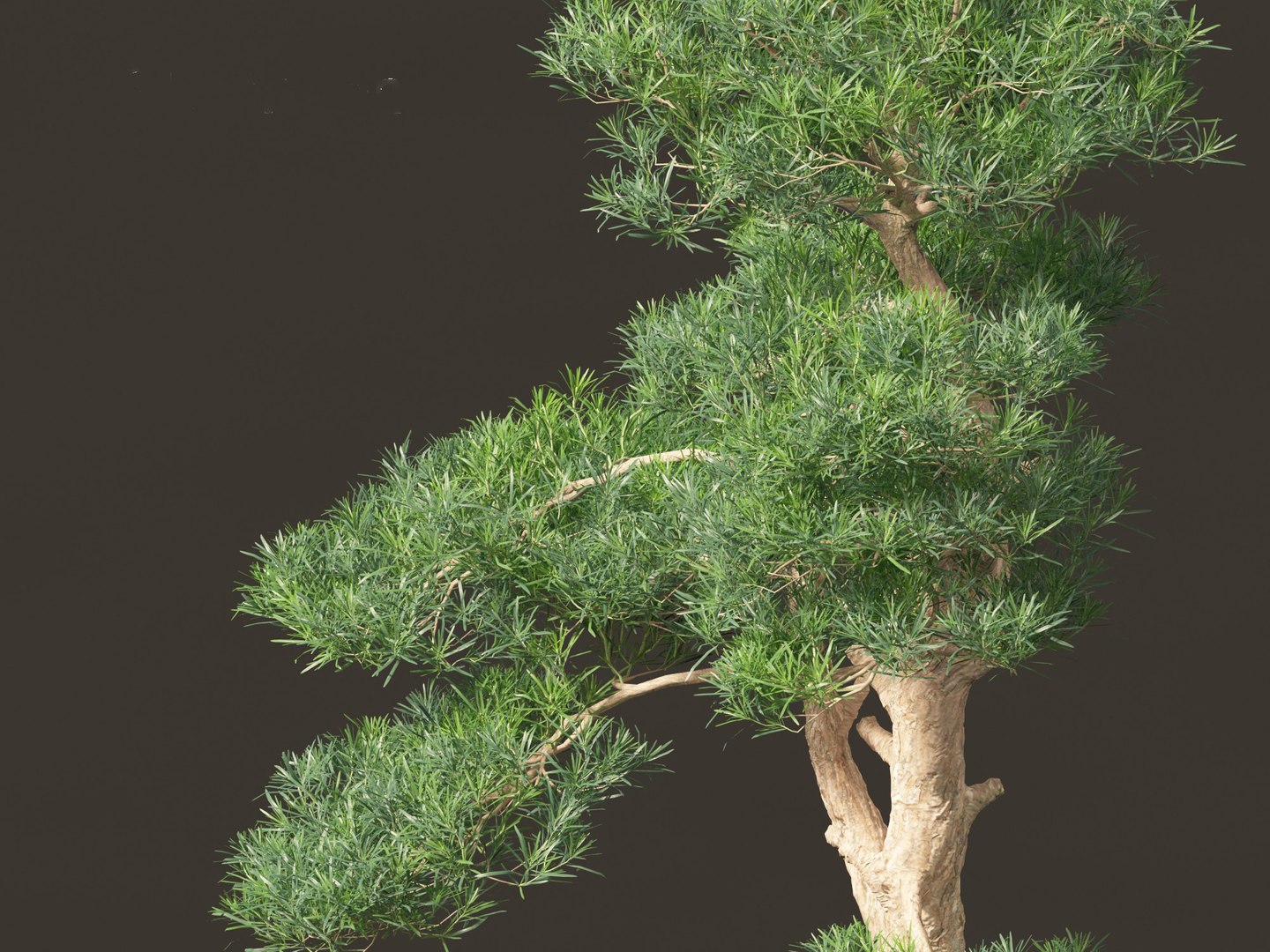 3D Podocarpus Macrophyllus - Buddhist Pine 02 Model - TurboSquid 2131280
