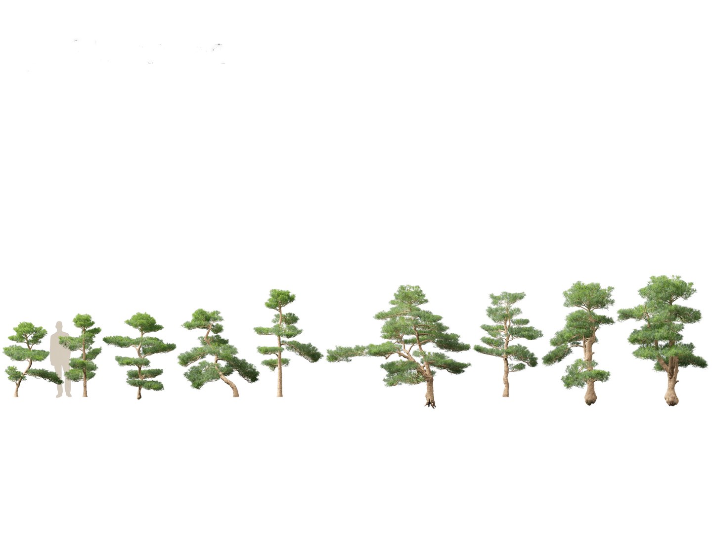 3D Podocarpus Macrophyllus - Buddhist Pine 02 Model - TurboSquid 2131280