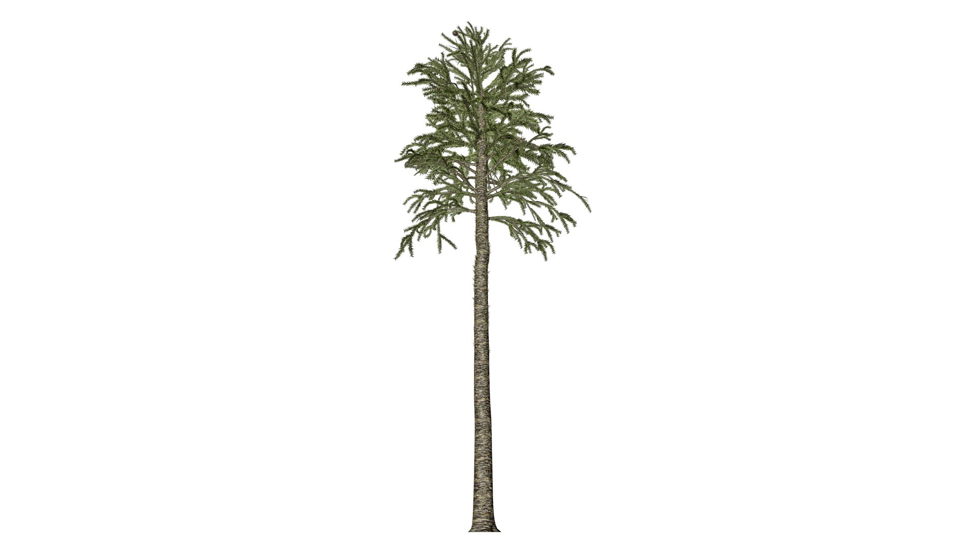 3D Monkey Puzzle Tree - 03 - - TurboSquid 2373673