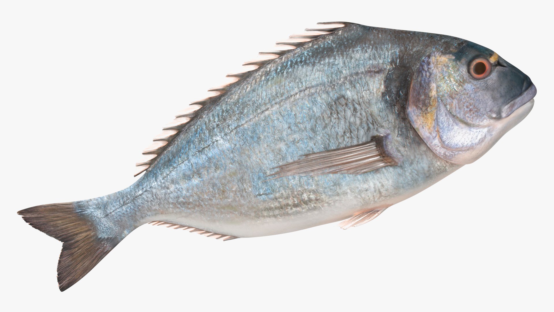 3D Caught Gilt Head Bream Fish Lying - TurboSquid 2163509