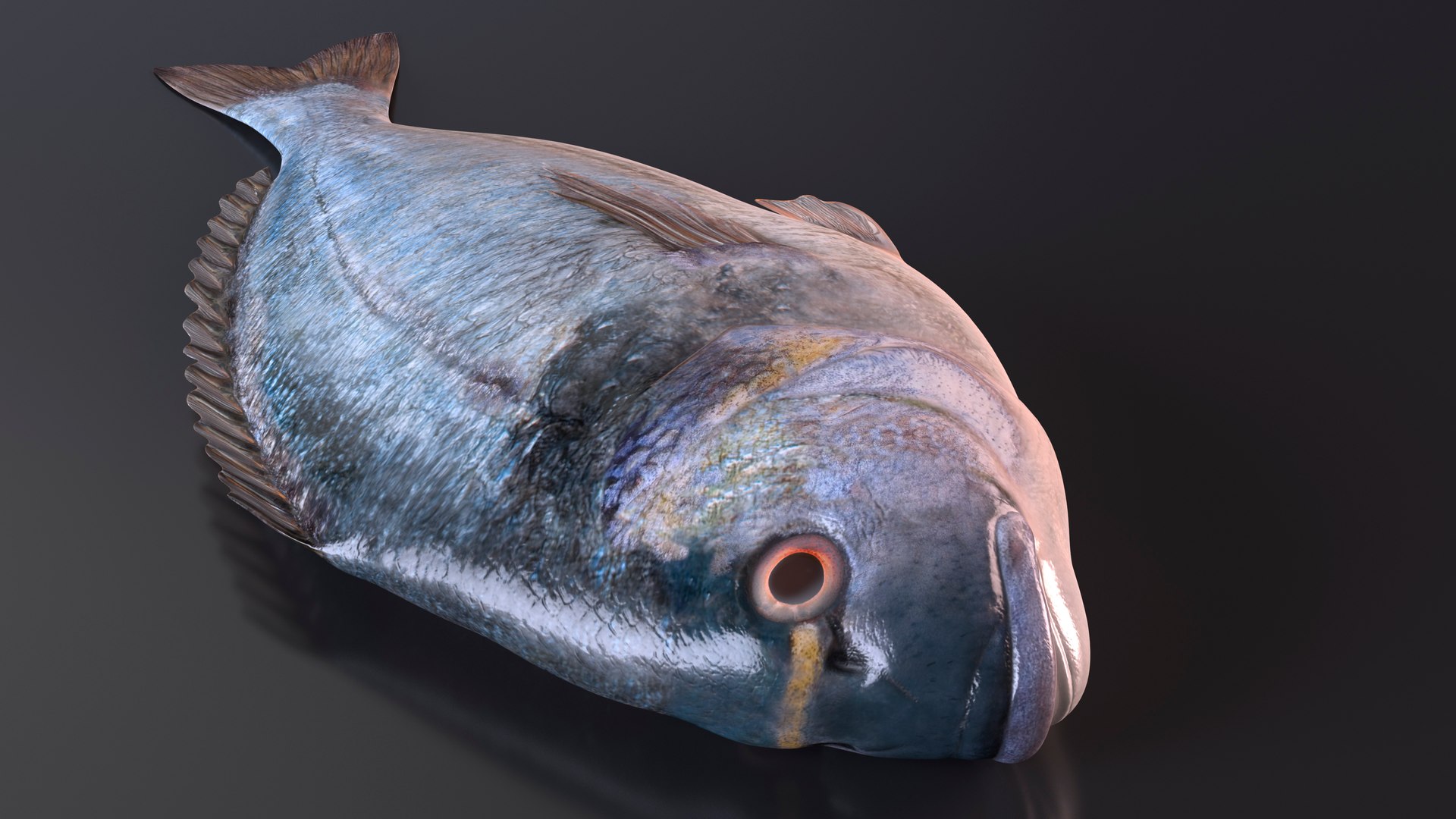 3D Caught Gilt Head Bream Fish Lying - TurboSquid 2163509