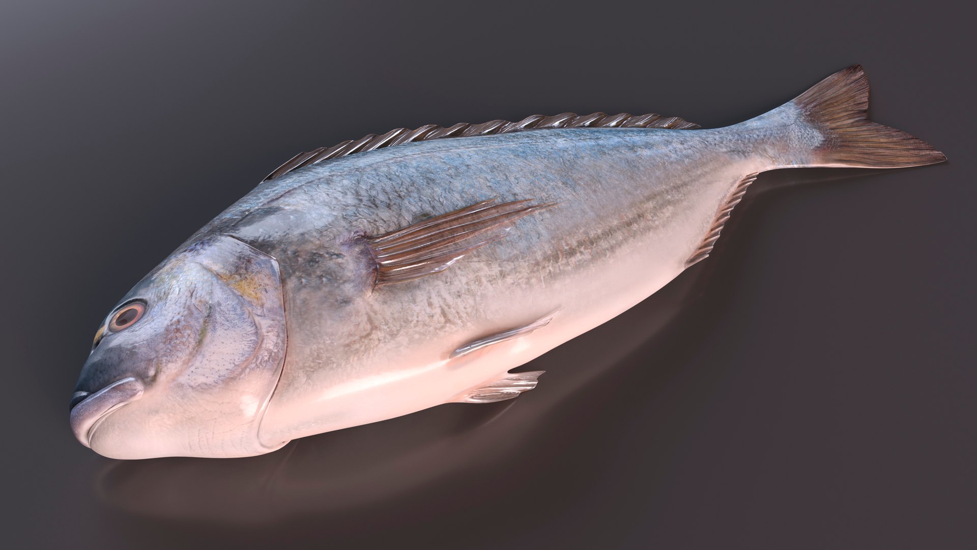 3D Caught Gilt Head Bream Fish Lying - TurboSquid 2163509