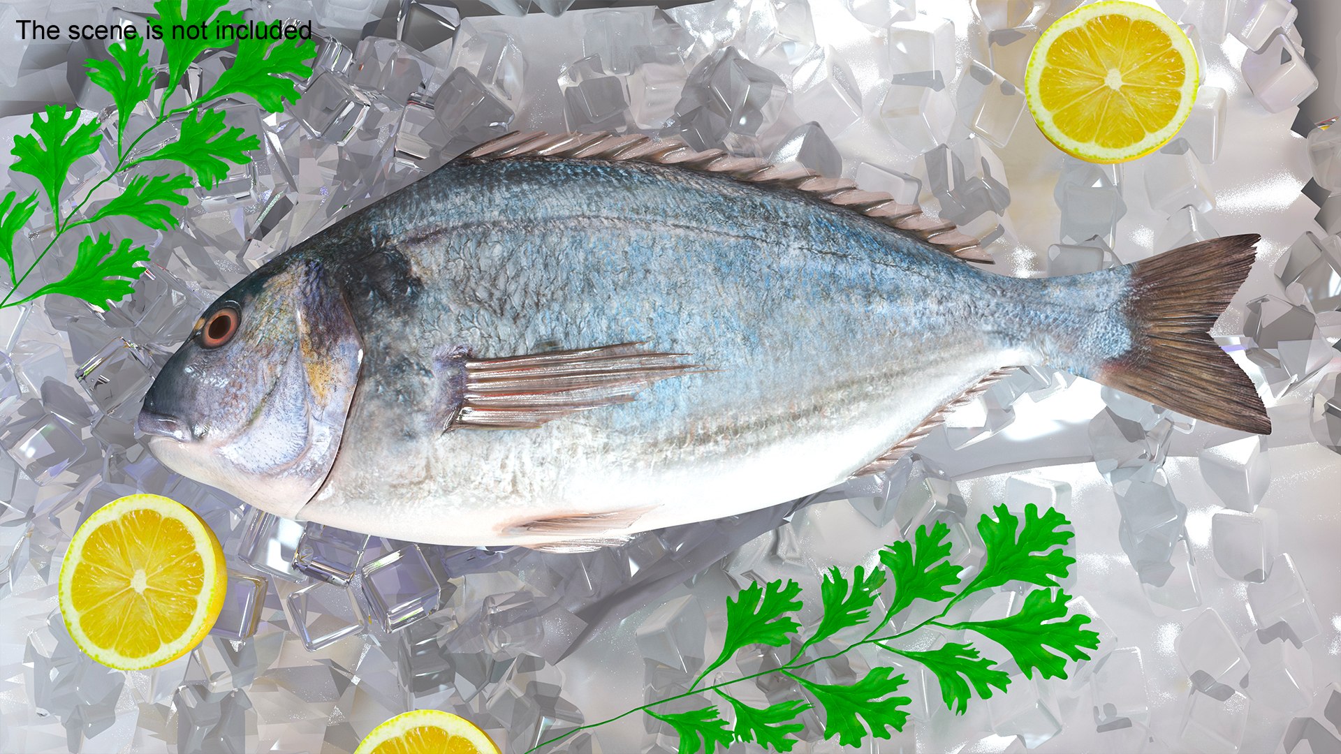 3D Caught Gilt Head Bream Fish Lying - TurboSquid 2163509