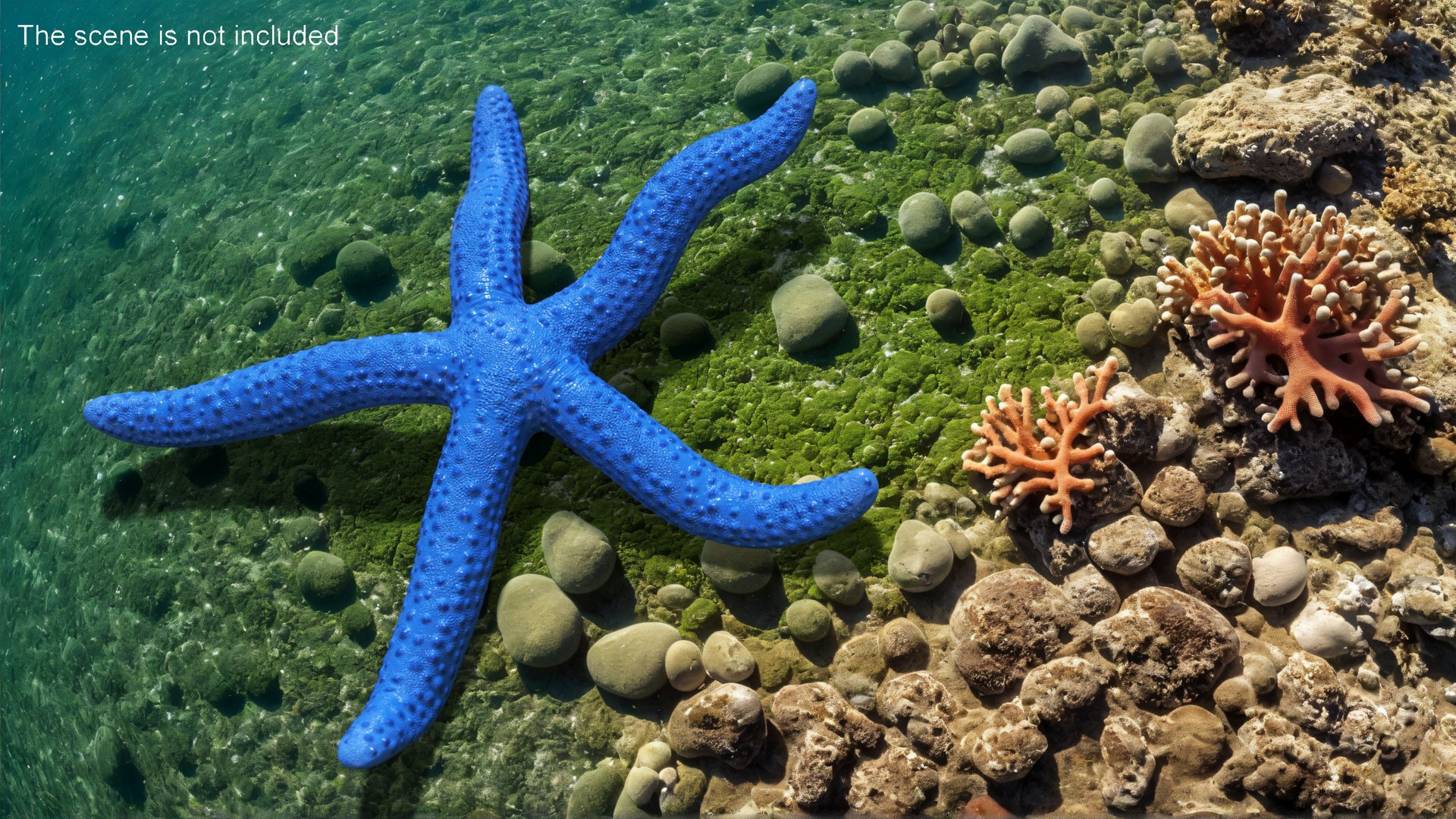 3D Sea Starfish Crawling Pose Model - TurboSquid 2223328