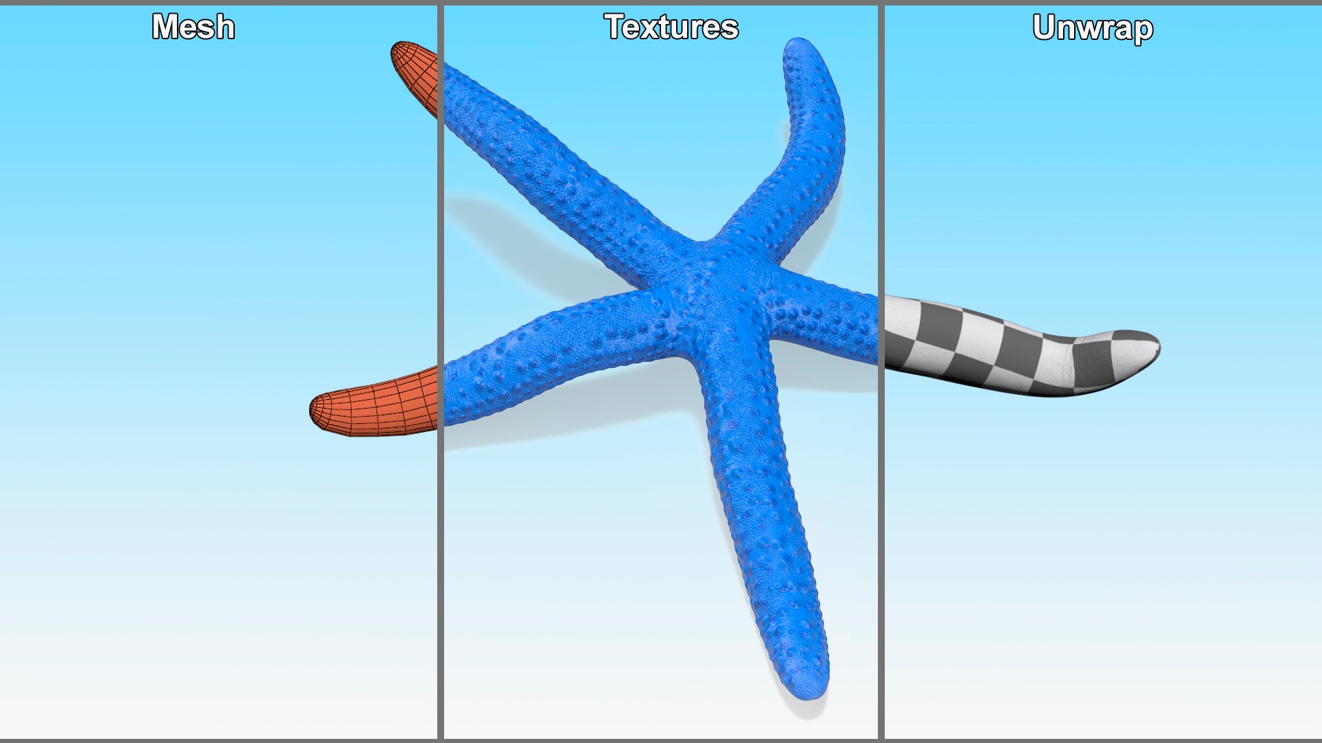 3D Sea Starfish Crawling Pose Model - TurboSquid 2223328