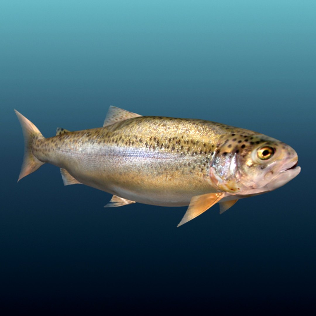 3d model trout