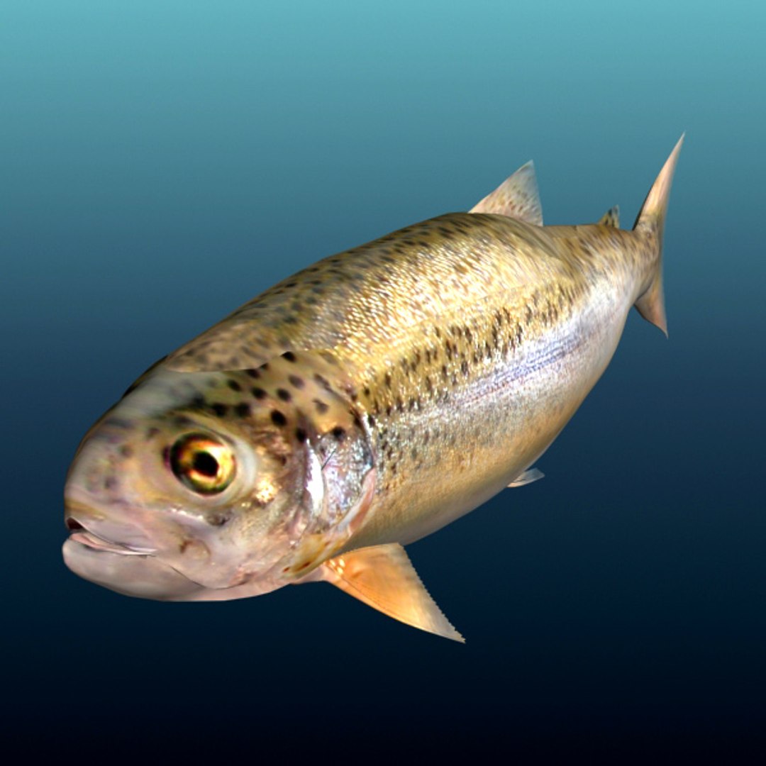 3d Model Trout