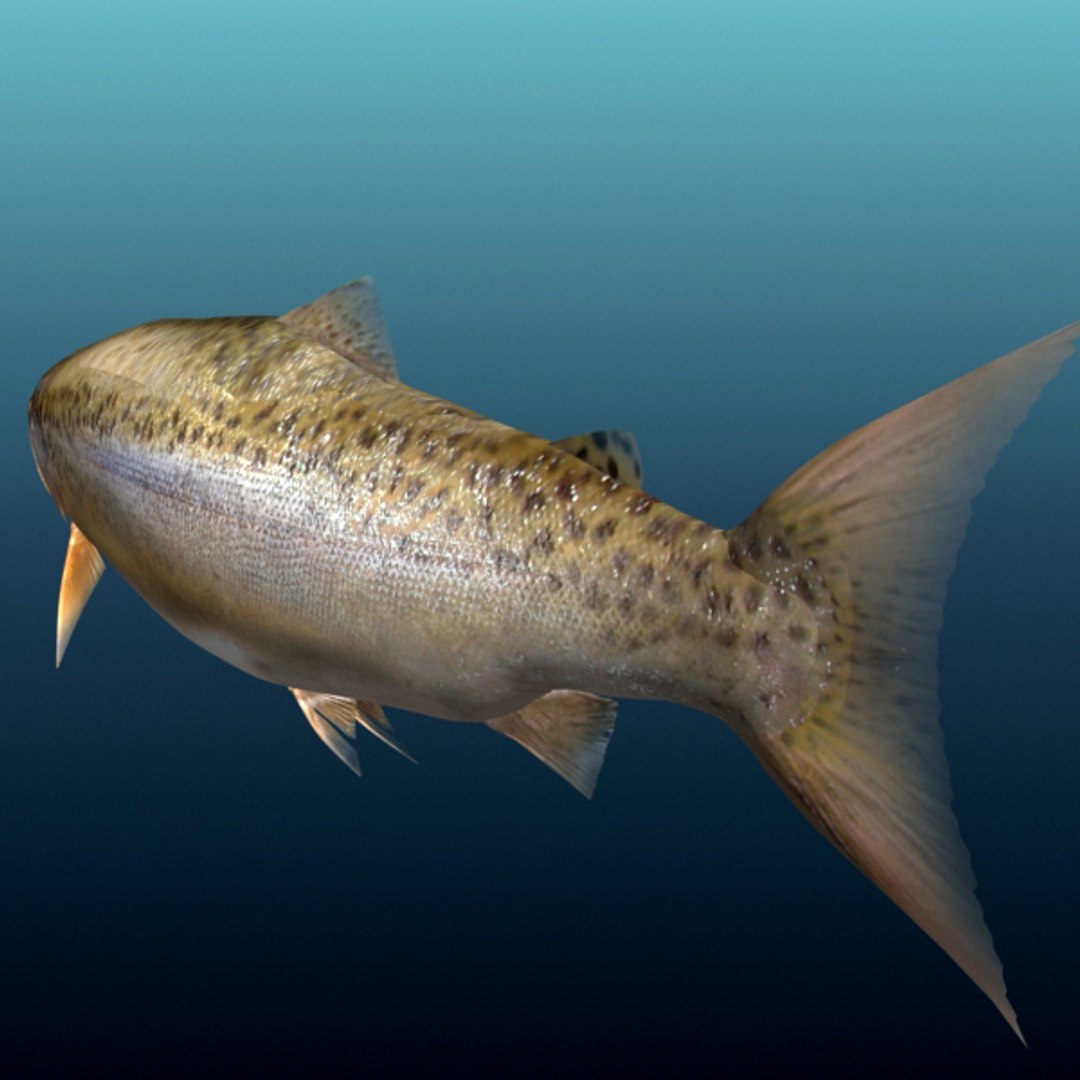 3d Model Trout
