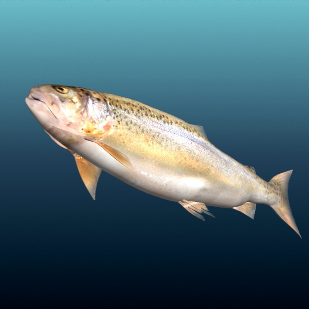 3d Model Trout