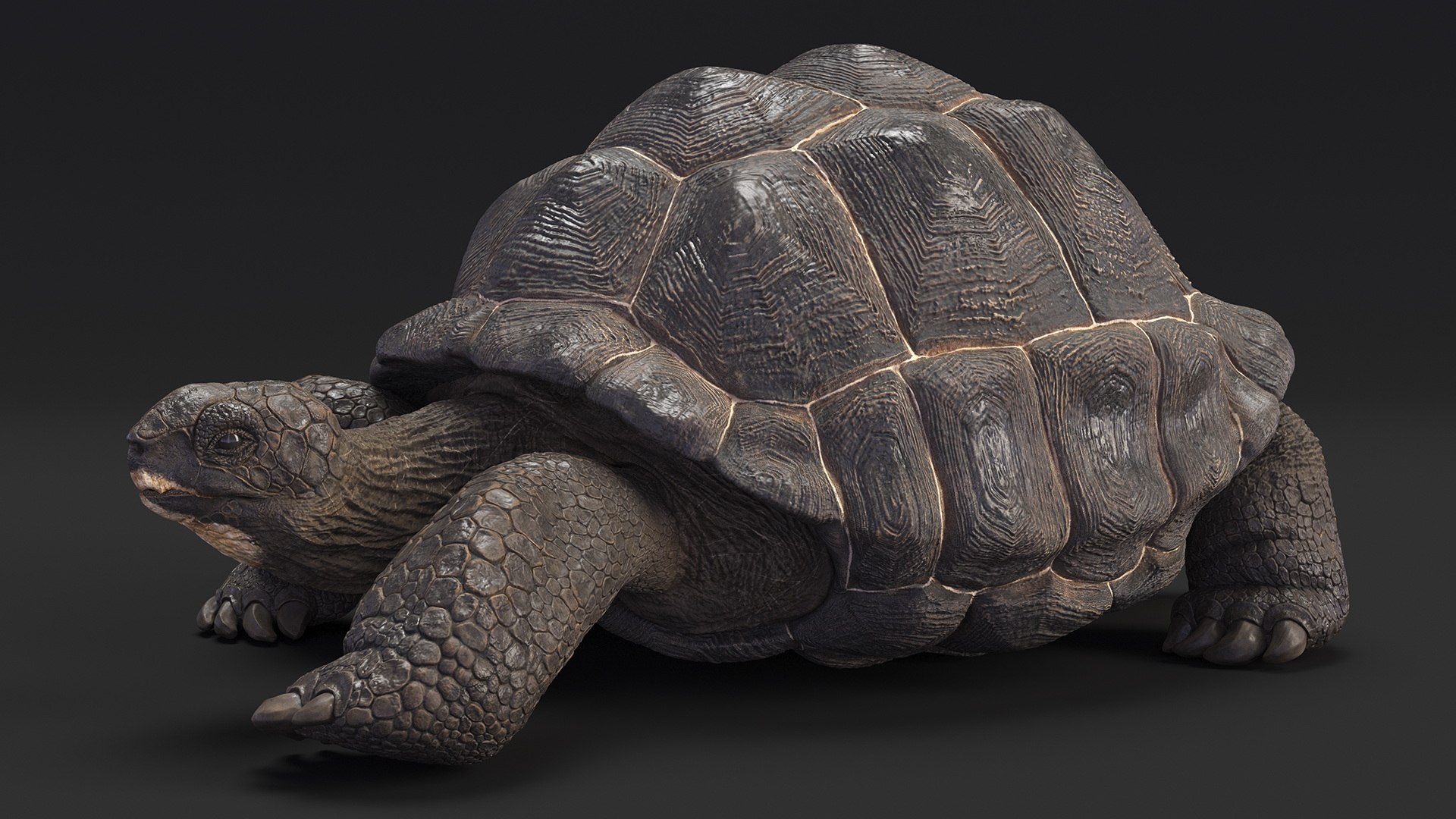 3D Giant Turtle Lying Down Pose - TurboSquid 2113698