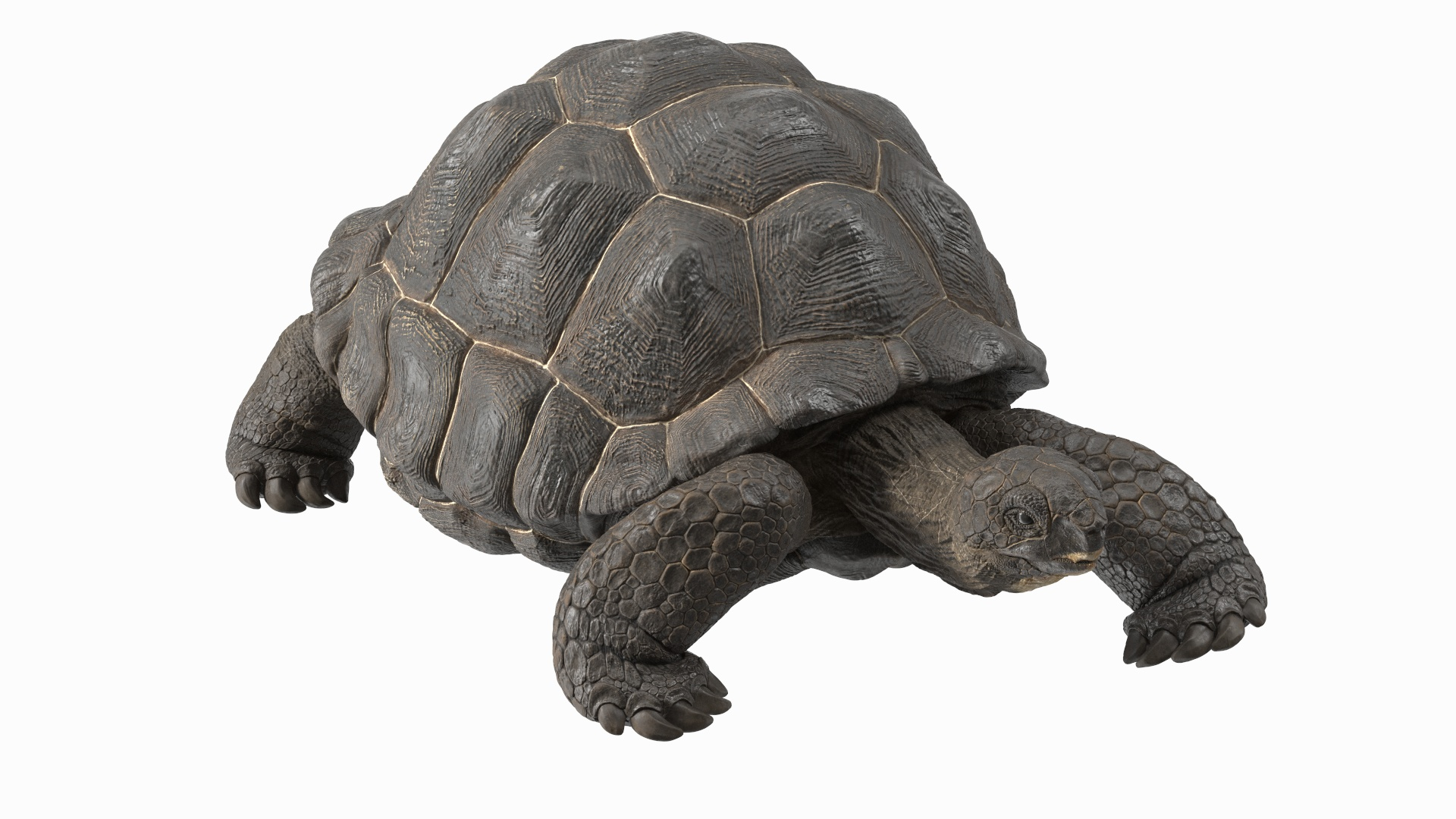 3D Giant Turtle Lying Down Pose - TurboSquid 2113698