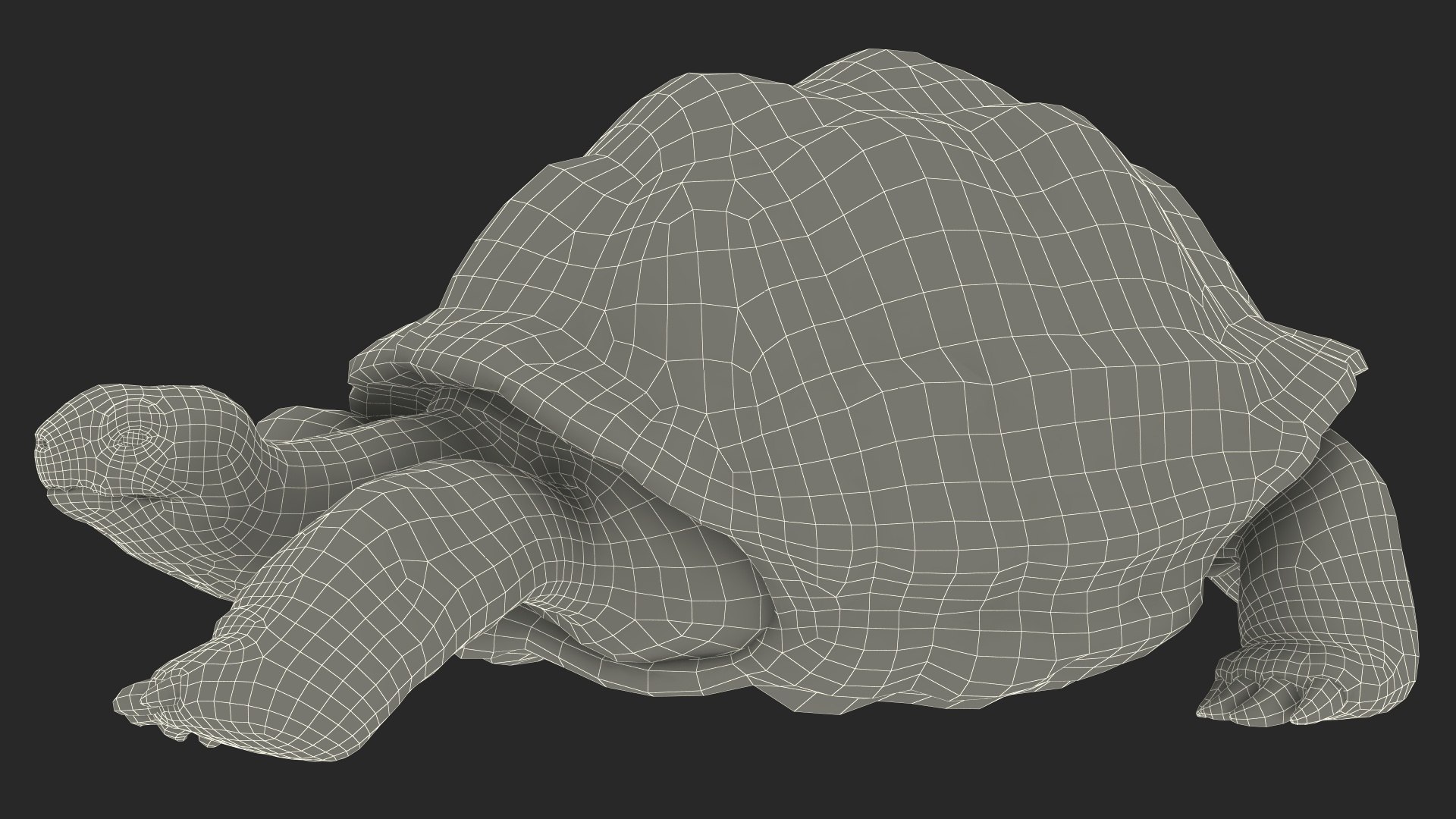 3D Giant Turtle Lying Down Pose - TurboSquid 2113698
