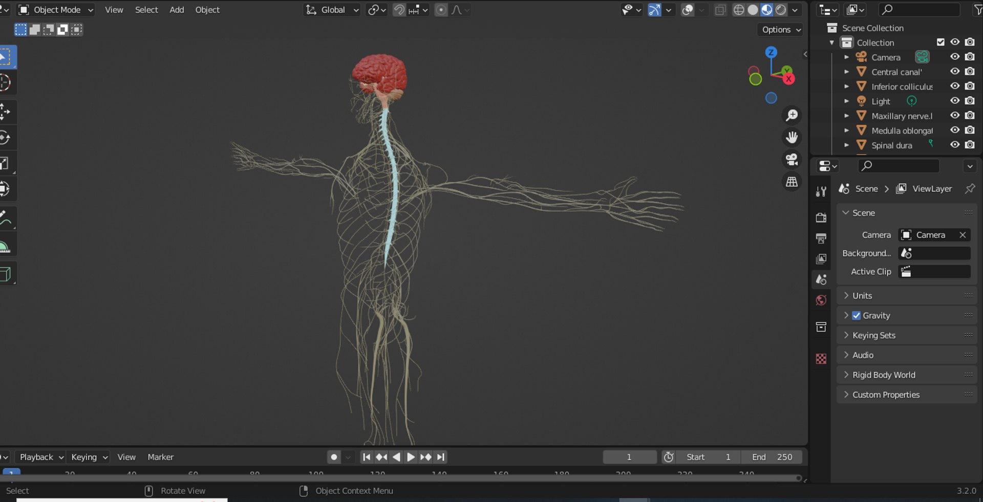 3D Model Of Male Anatomy Nervous System 3D Model - TurboSquid 2181896