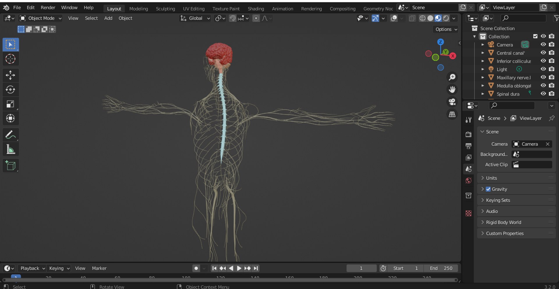 3D Model Of Male Anatomy Nervous System 3D Model - TurboSquid 2181896