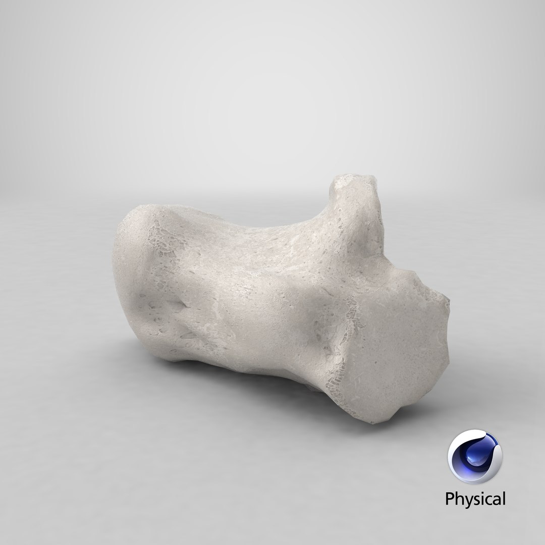 Calcaneus Bone 01 White 3D Model - TurboSquid 1567913