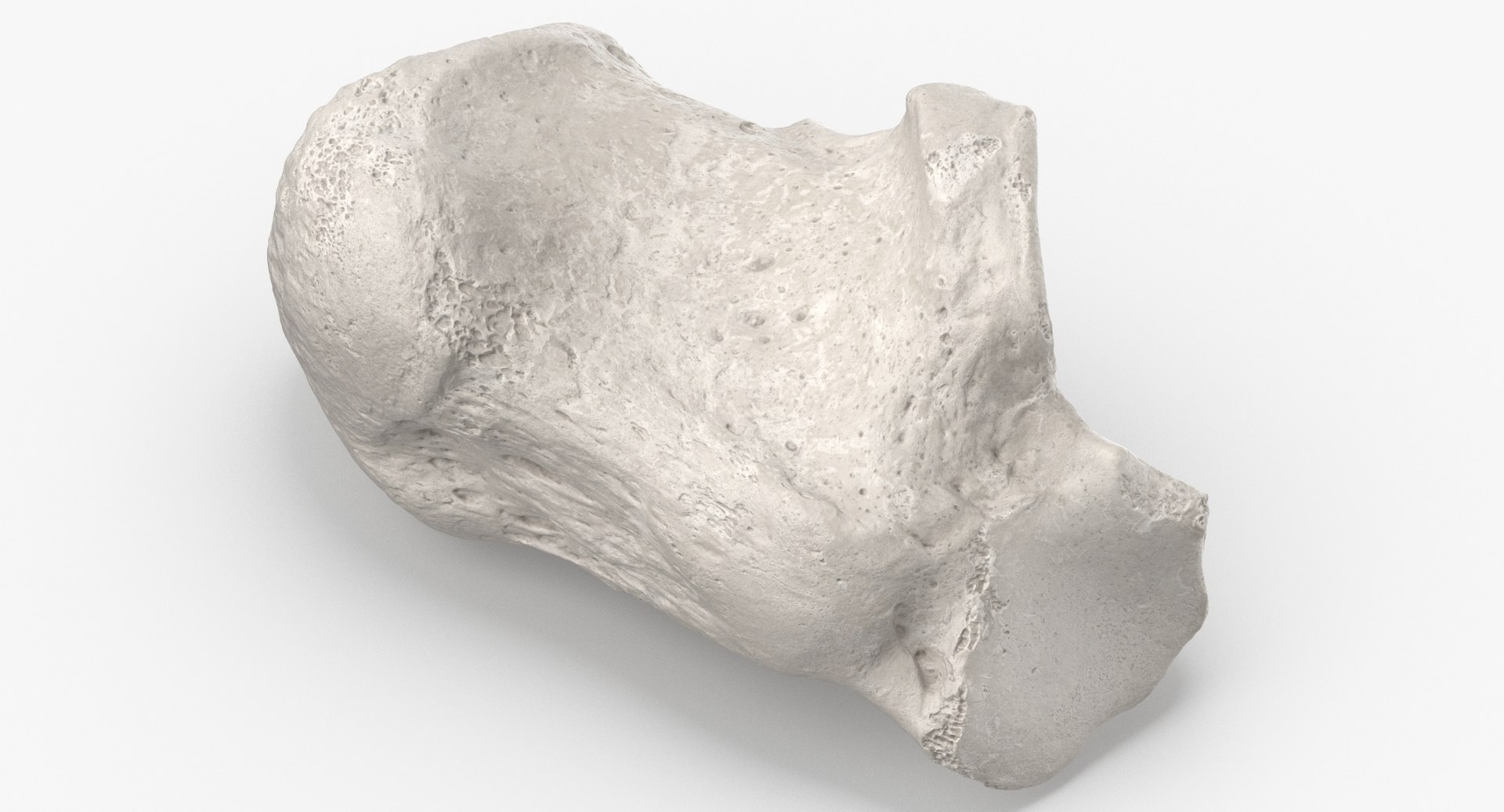 Calcaneus Bone 01 White 3D Model - TurboSquid 1567913