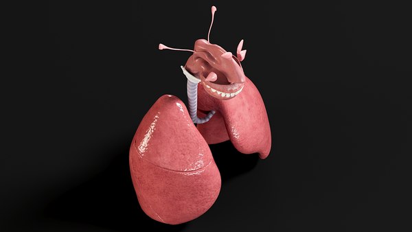 3D respiratory smoker s lungs model - TurboSquid 1531699