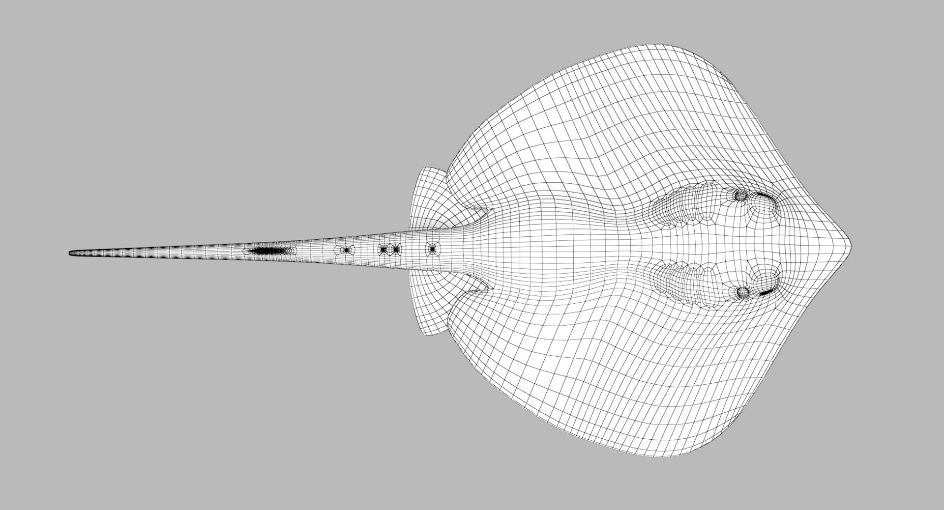 3D Southern Stingray - TurboSquid 1421773