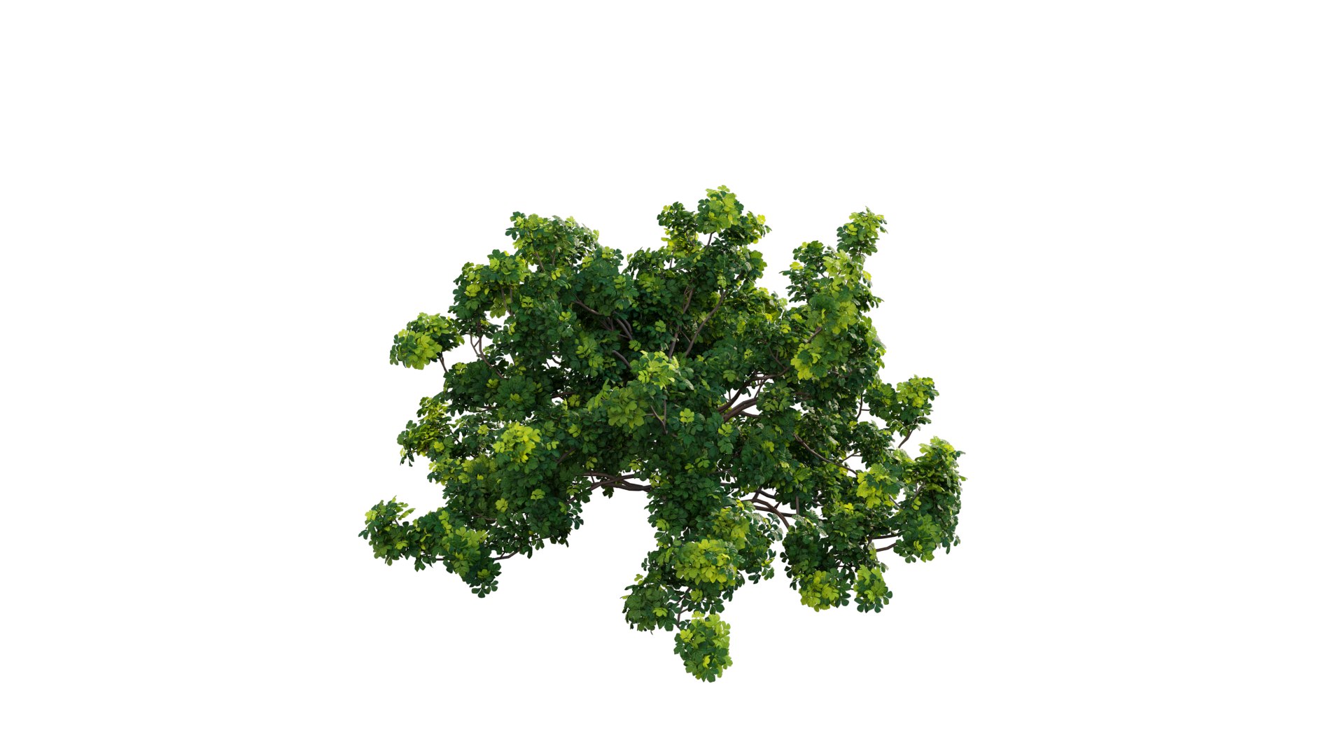 Aglaia Duperreana 02 3D Model - TurboSquid 1780189